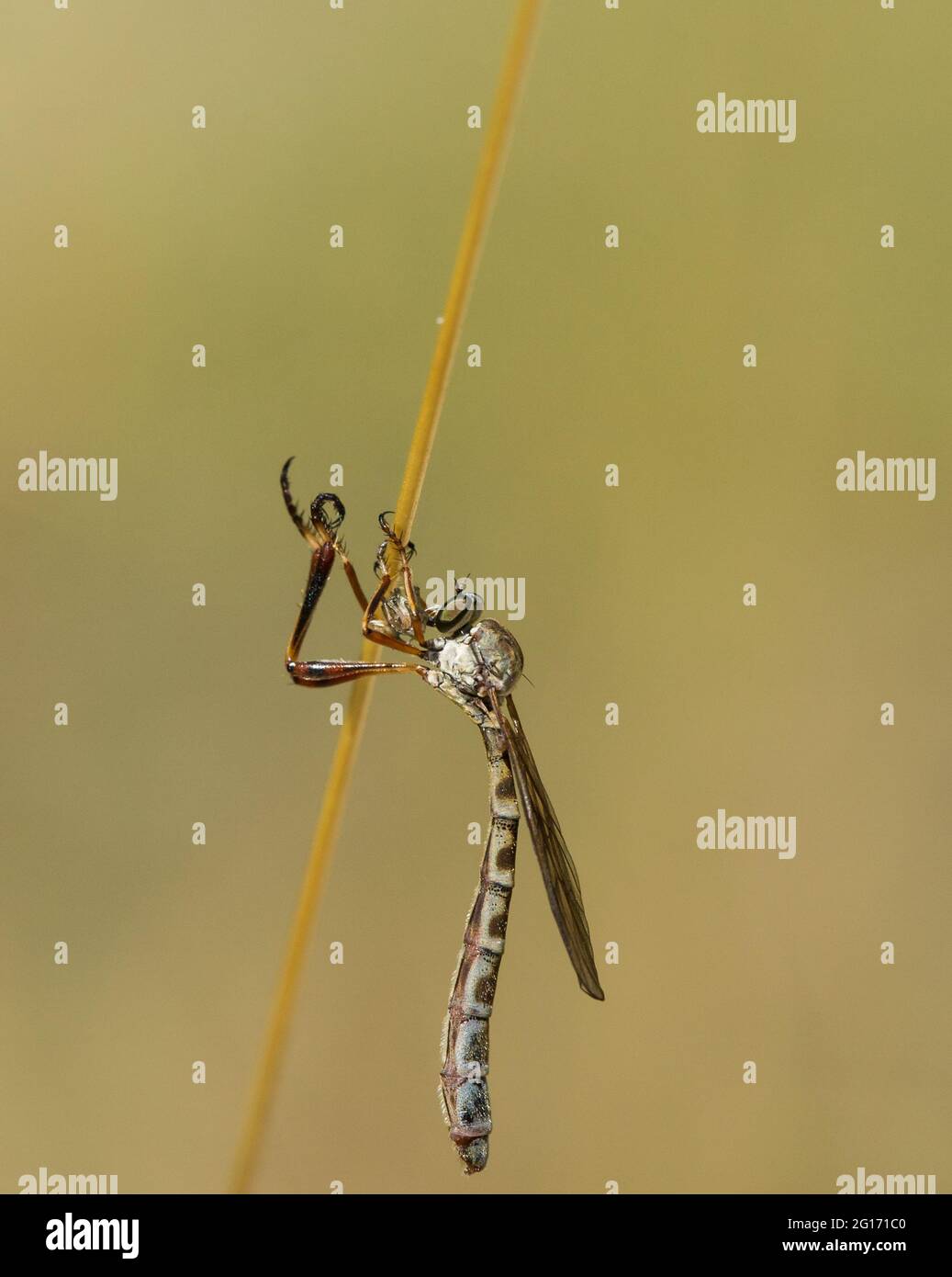 Slender robber fly (Leptogaster guttiventris Stock Photo - Alamy
