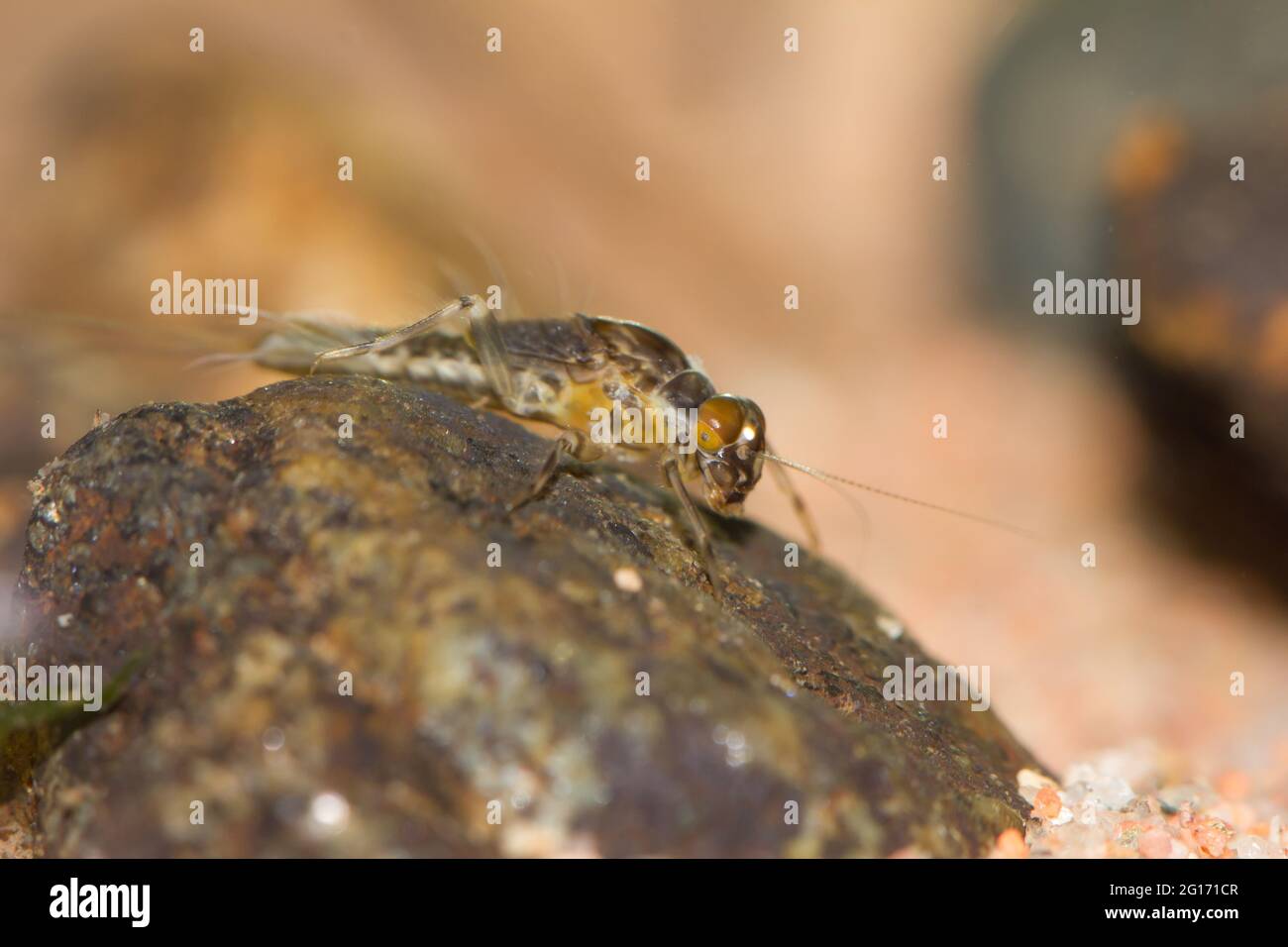 Mayfly larva hi-res stock photography and images - Alamy