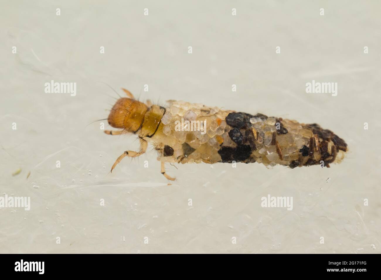 Northern caddisflie larva (Limnephilidae) in a frozen pond Stock Photo ...