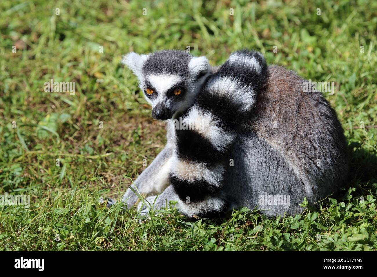 Katta affe hi-res stock photography and images - Alamy