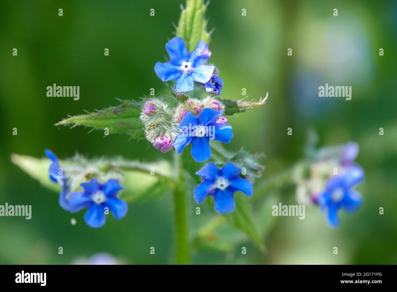 Wild Green Alkanet (Pentaglottis sempervirens) with beautiful blue bee ...
