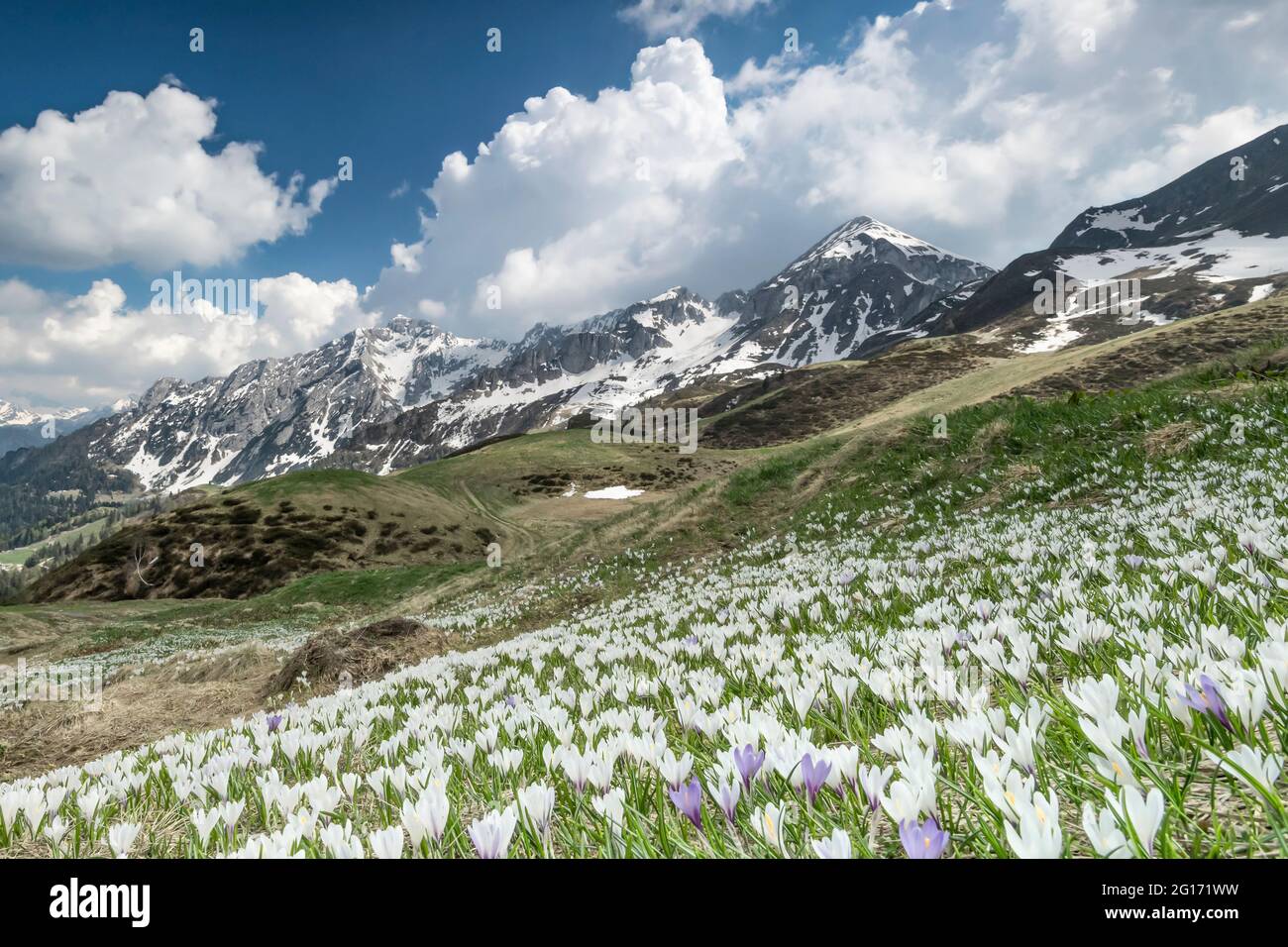 Alpine meadow in the Orobie mountains, Italy landscape Stock Photo - Alamy