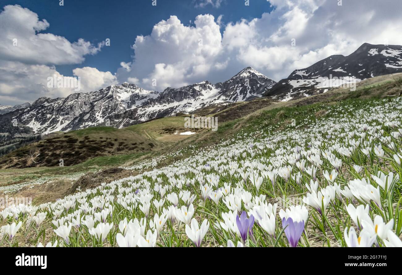 Alpine meadow in the Orobie mountains, Italy landscape Stock Photo - Alamy