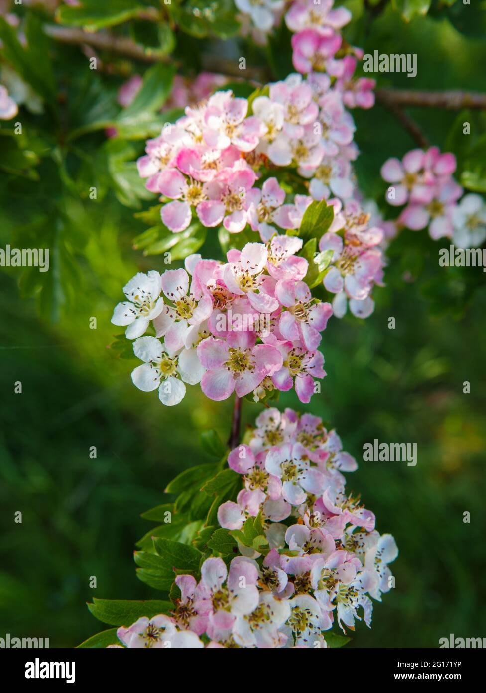 wild pink and white hawthorn blossom in summer bloom Stock Photo - Alamy