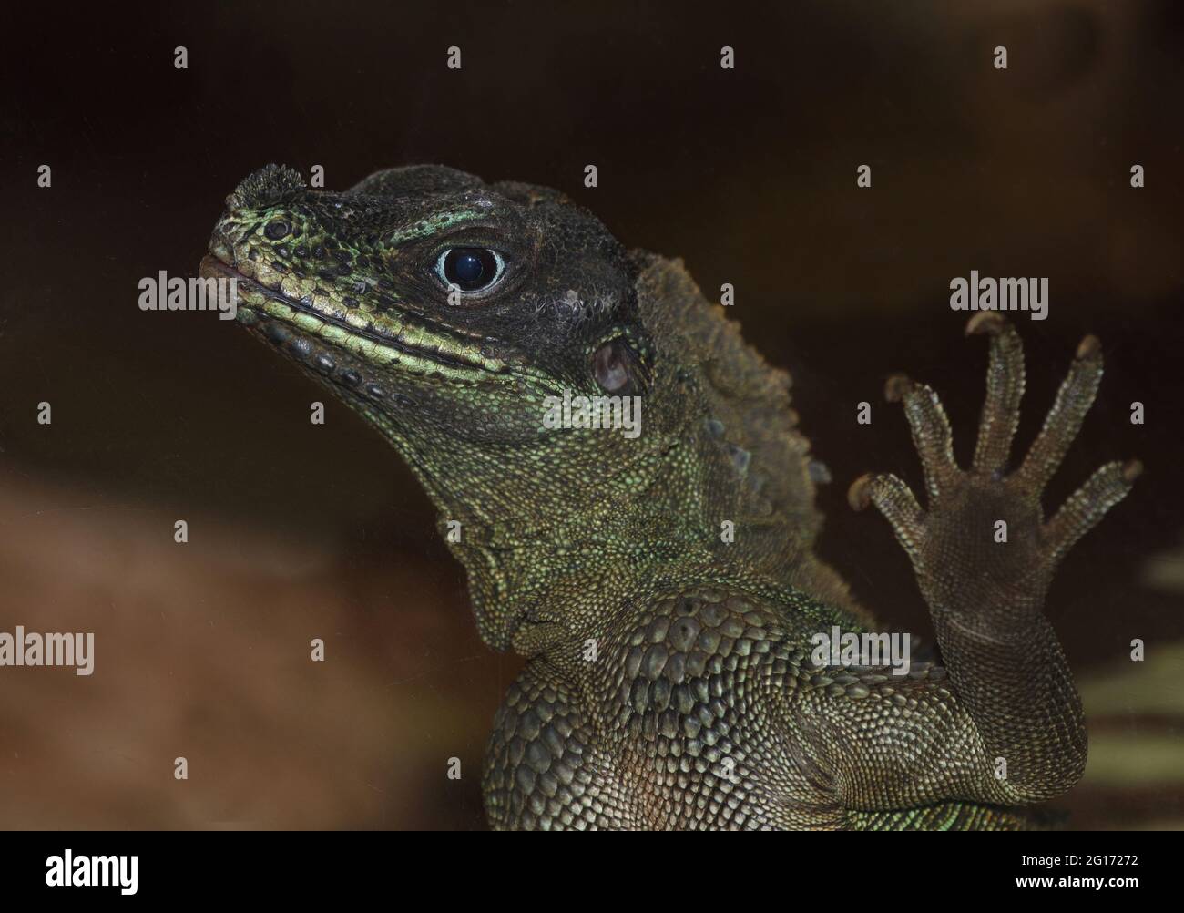 Molukkensegelechse / Weber's crested lizard or Weber's sailfin lizard ...