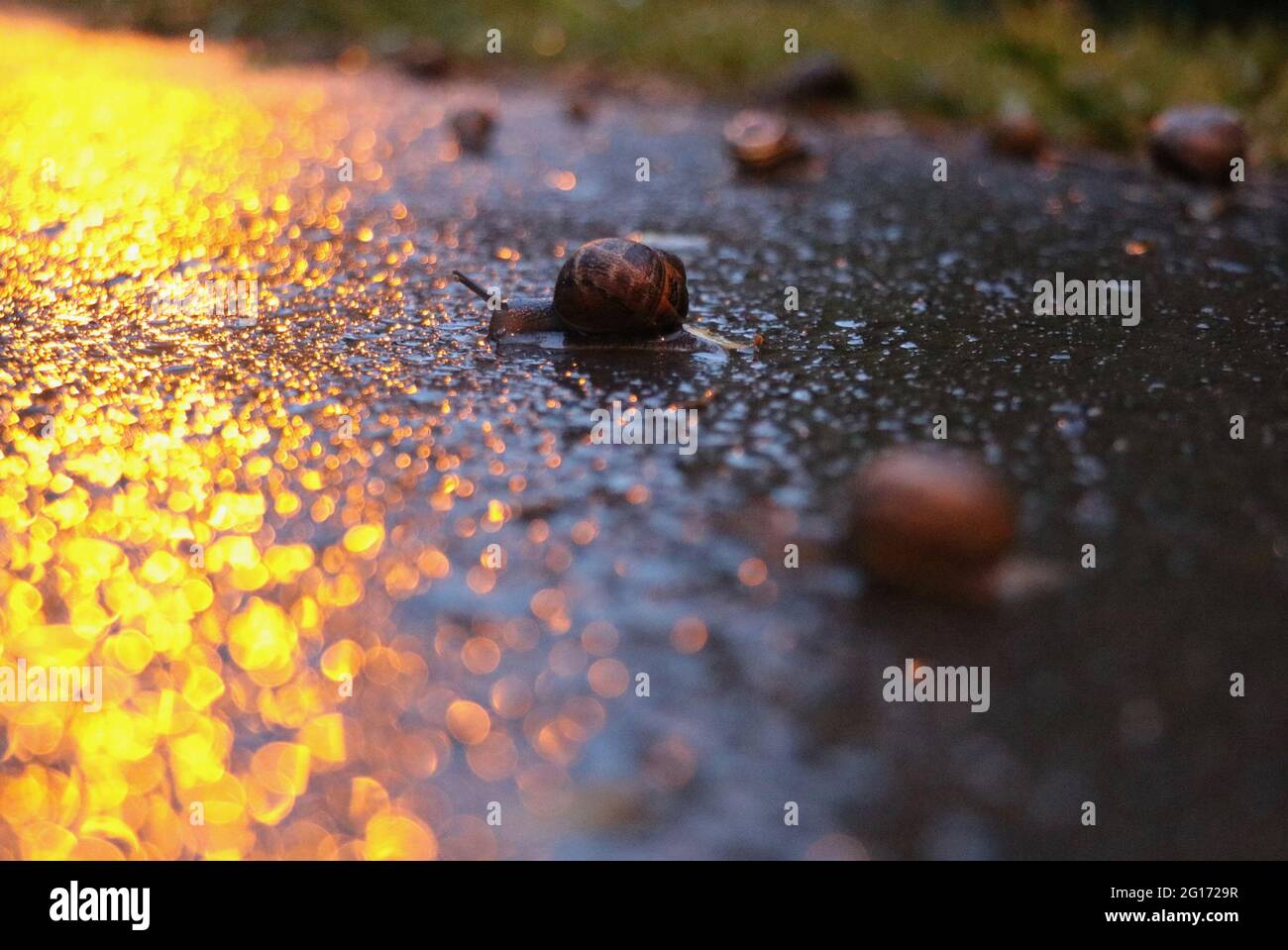 snails coming out on a wet street at night after a rainstorm Stock ...