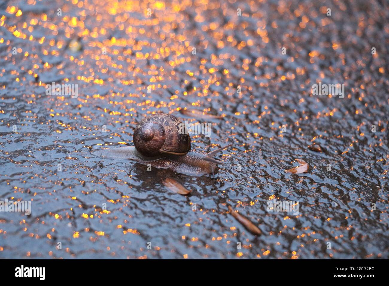 snails coming out on a wet street at night after a rainstorm Stock ...