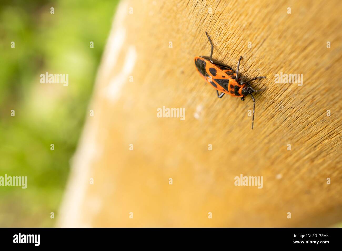 Closeup shot of a soldier bug on the wood Stock Photo - Alamy