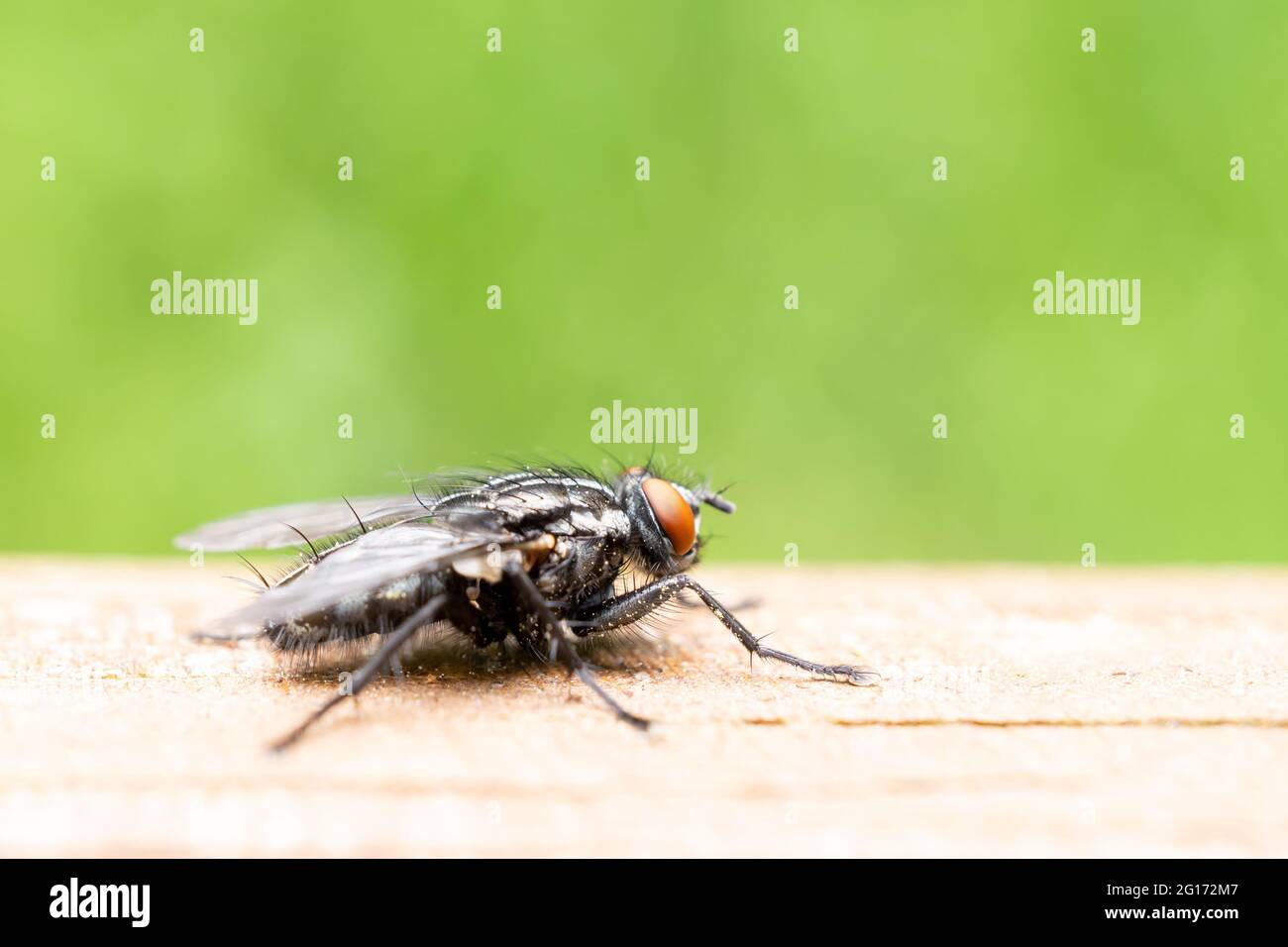 Closeup shot of a fly on a wooden railing Stock Photo - Alamy