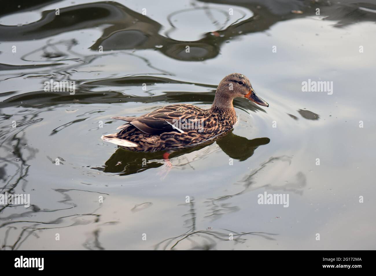 Cute female mallard floating in the pond Stock Photo - Alamy