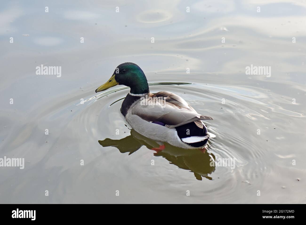 Closeup of a cute male mallard duck floating in the pond Stock Photo ...