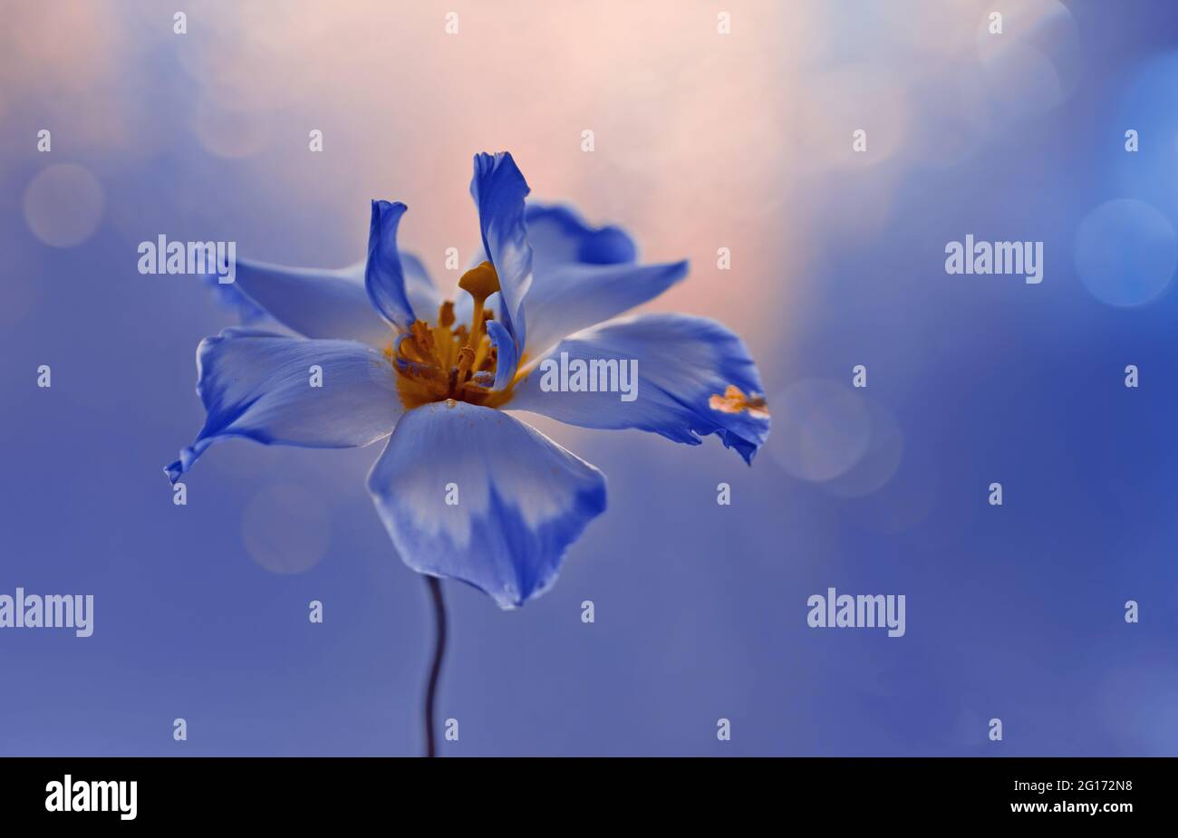 Delicate light blue flowers hi-res stock photography and images - Alamy