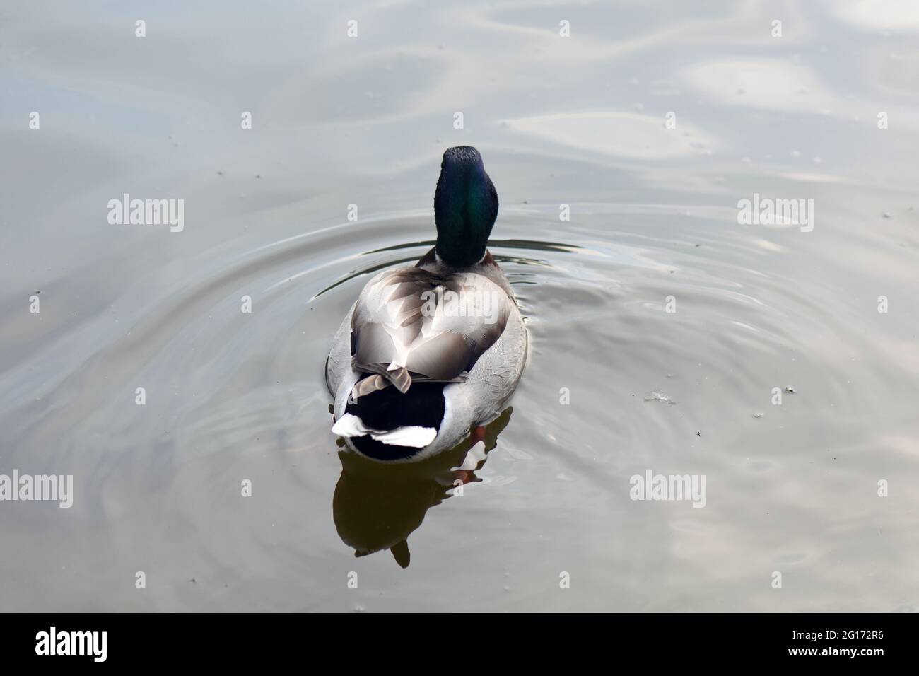 Back view of a male mallard duck in the peaceful lake Stock Photo - Alamy