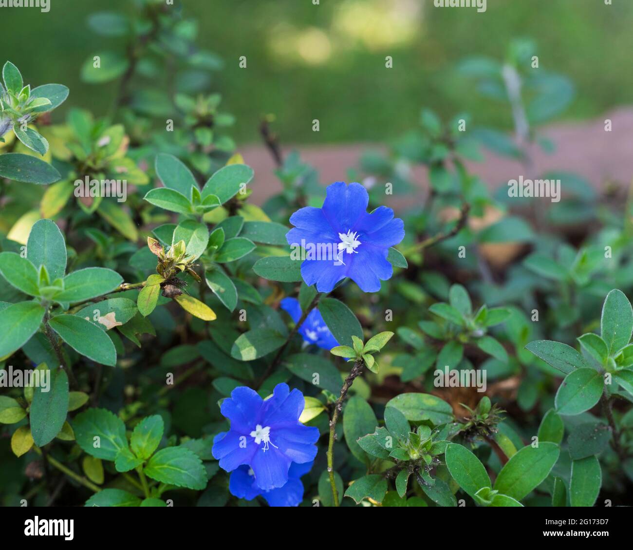 Lithospermum purpurocaerula is a bushy plant that reaches on average 20 ...