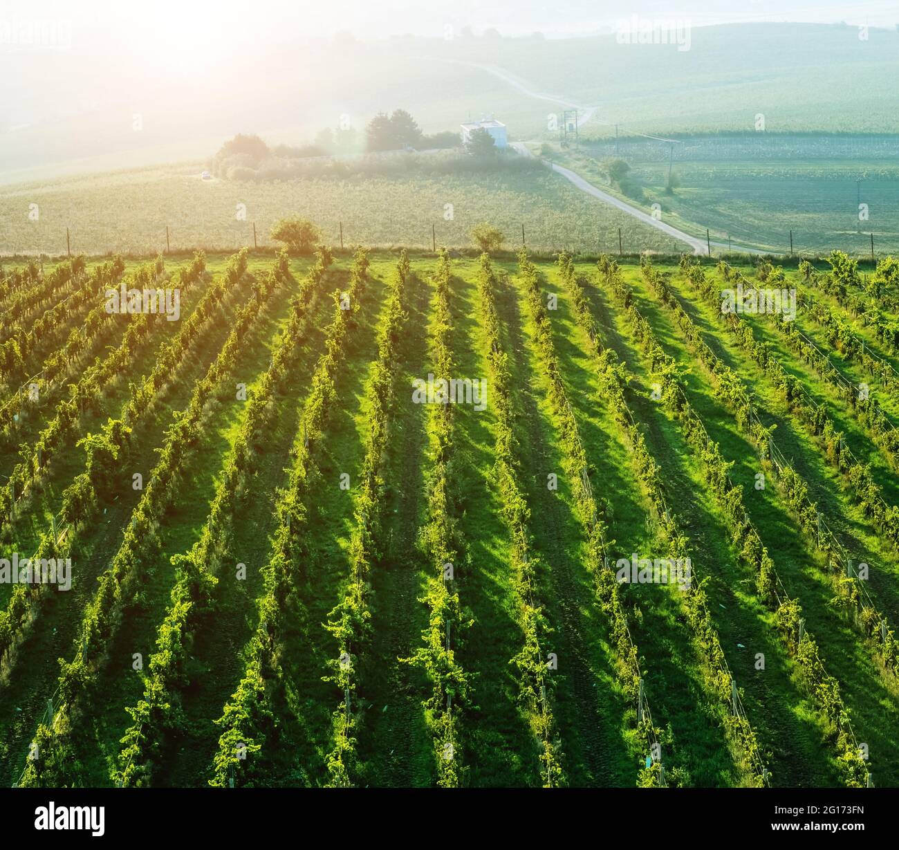 Sunshine grapes plantation Stock Photo - Alamy