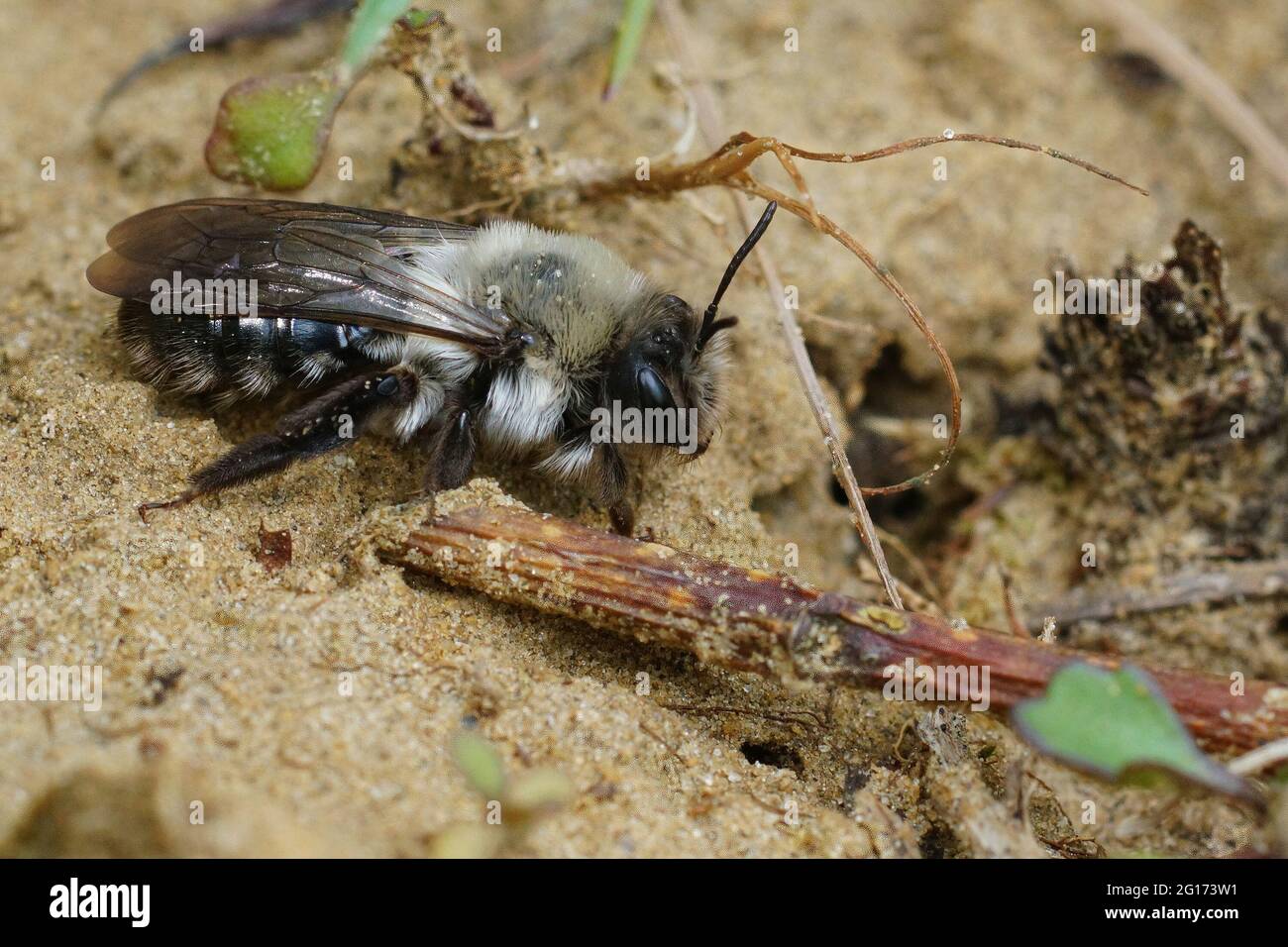 Closeup of a female grey-backed mining bee , Andrena vaga Stock Photo ...