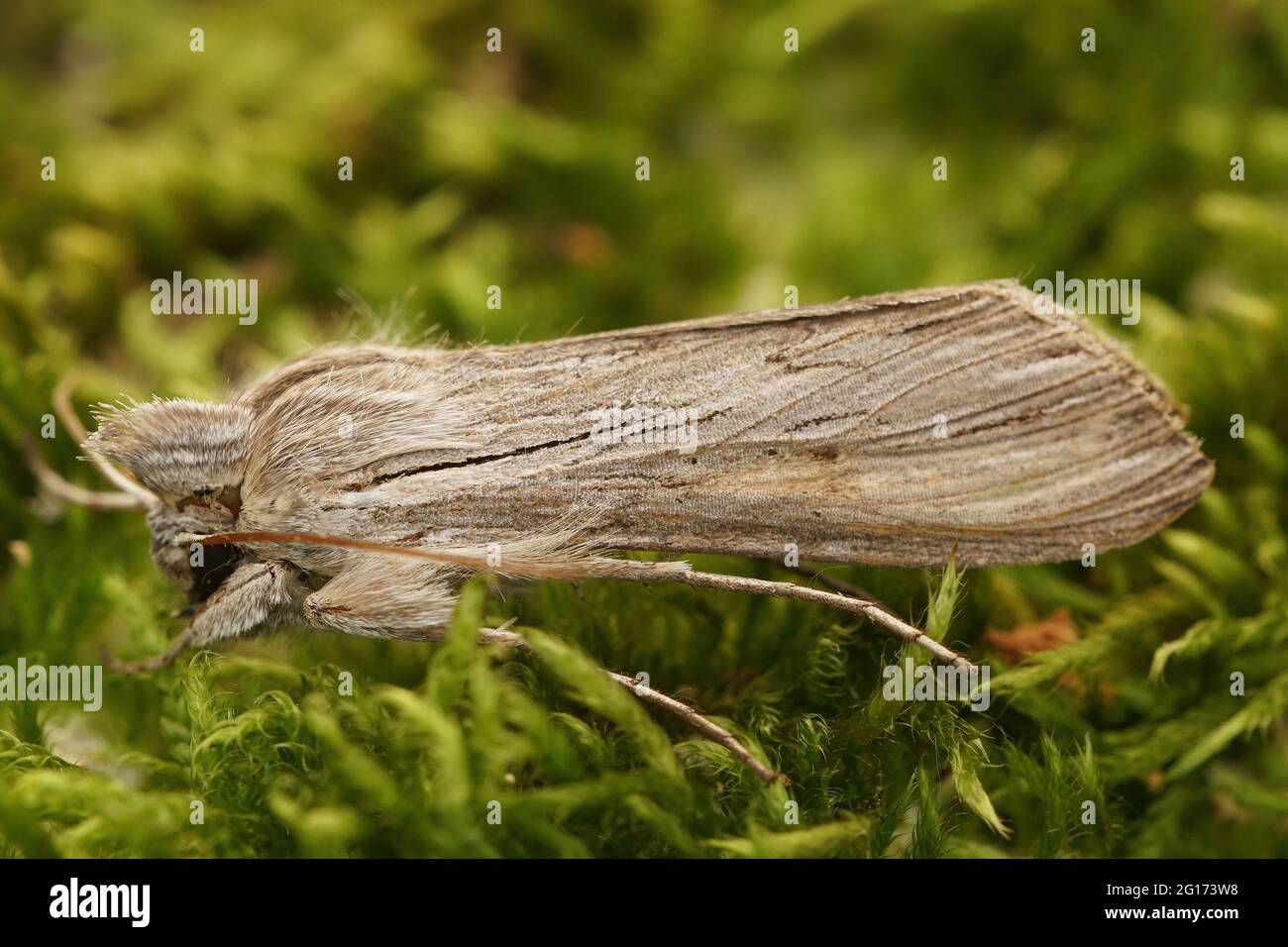 Closeup of the shark moth , Cucullia umbratica on grass Stock Photo - Alamy
