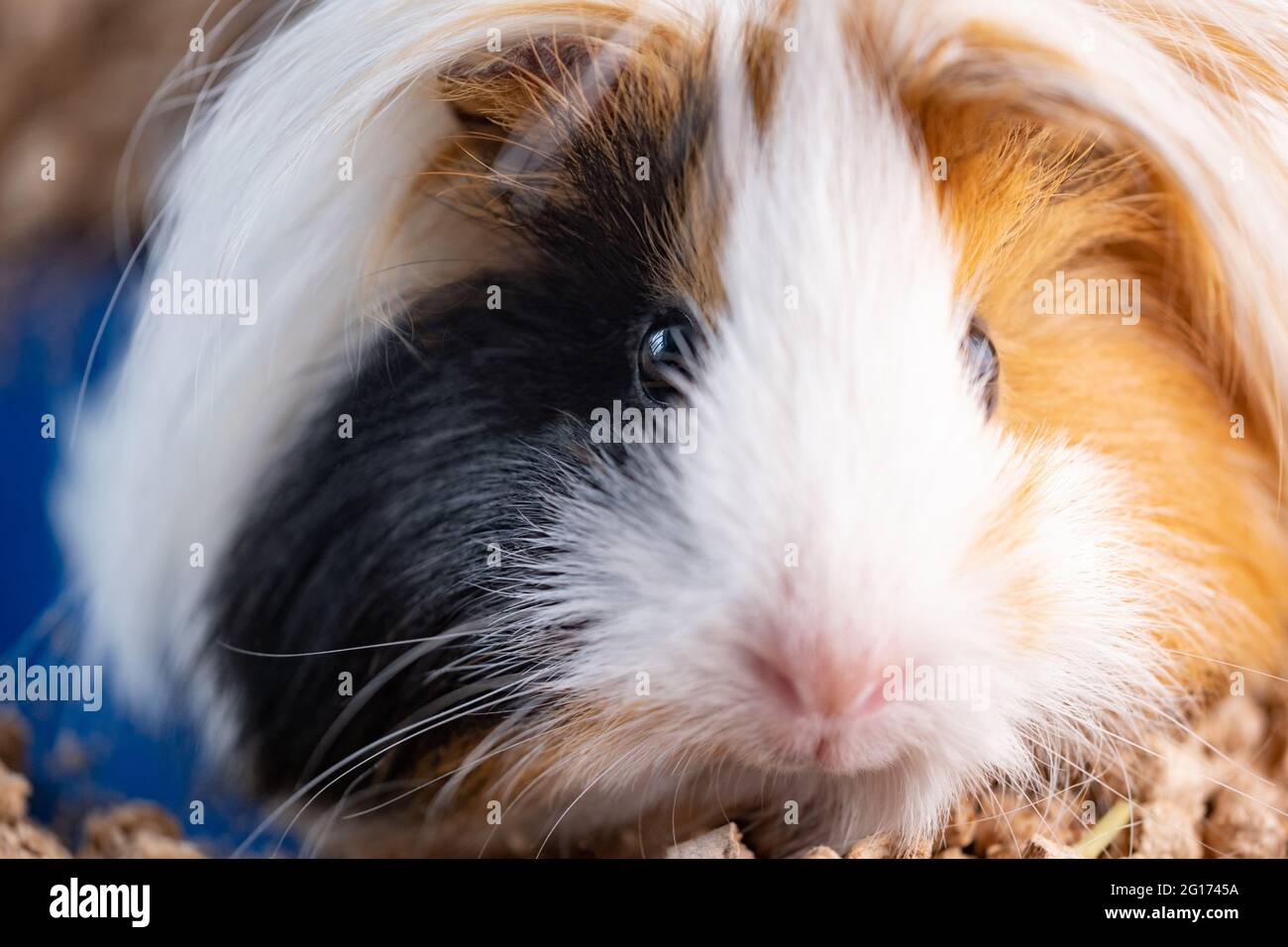 Peruvian guinea pig Stock Photo - Alamy