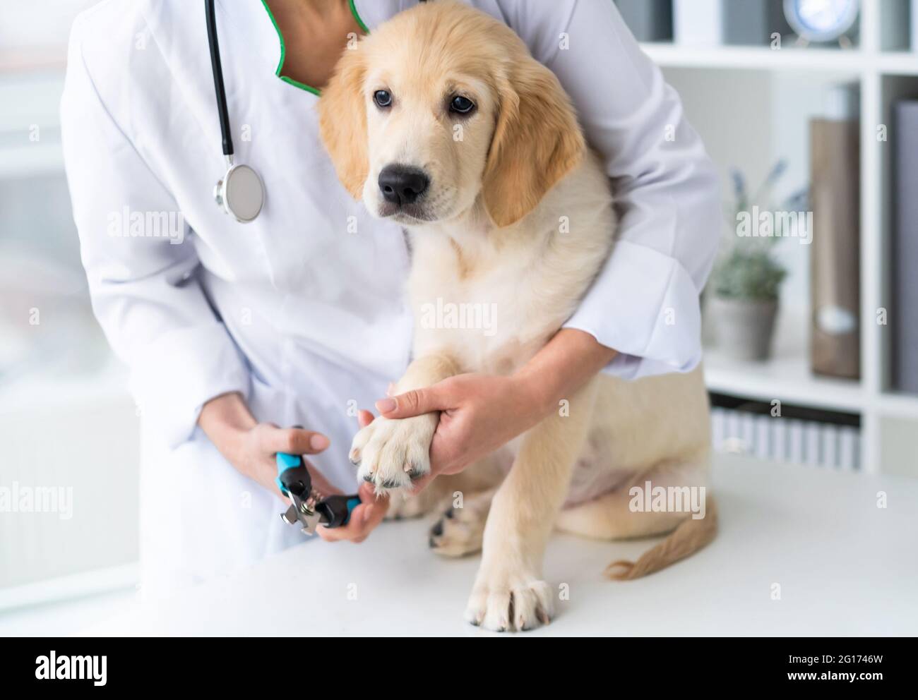 Treating dog hi-res stock photography and images - Alamy