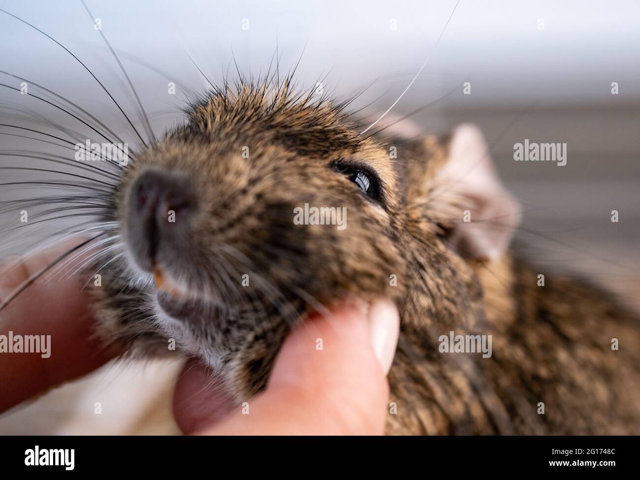 Little domestic squirrel degu Stock Photo - Alamy