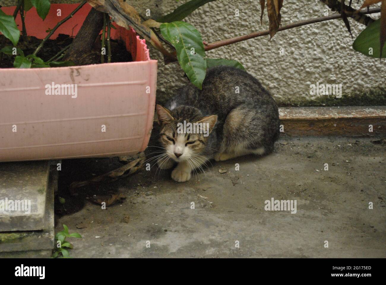 Cat in the garden guarding her cubs Stock Photo - Alamy