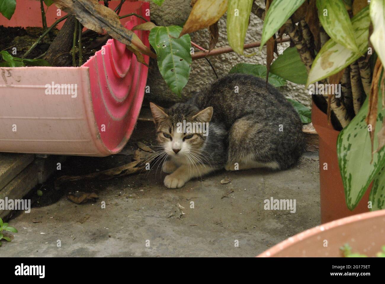 Cat in the garden guarding her cubs Stock Photo - Alamy