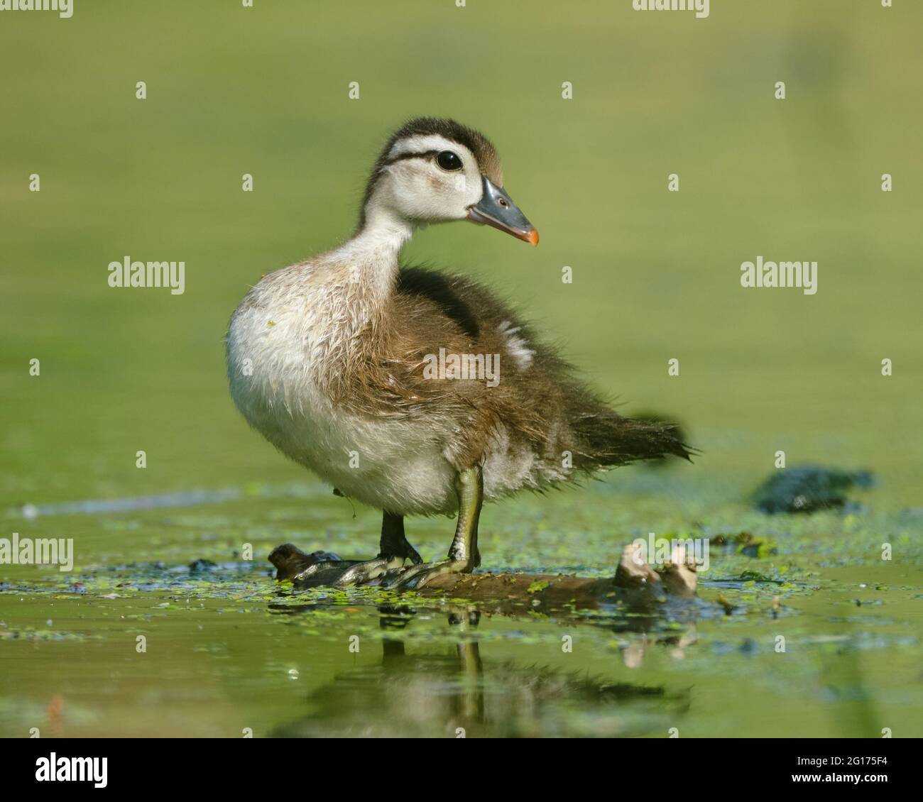Canal side pond hi-res stock photography and images - Alamy