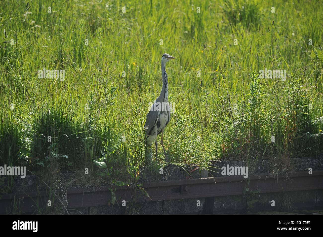 Large Heron Bird Stock Photo - Alamy