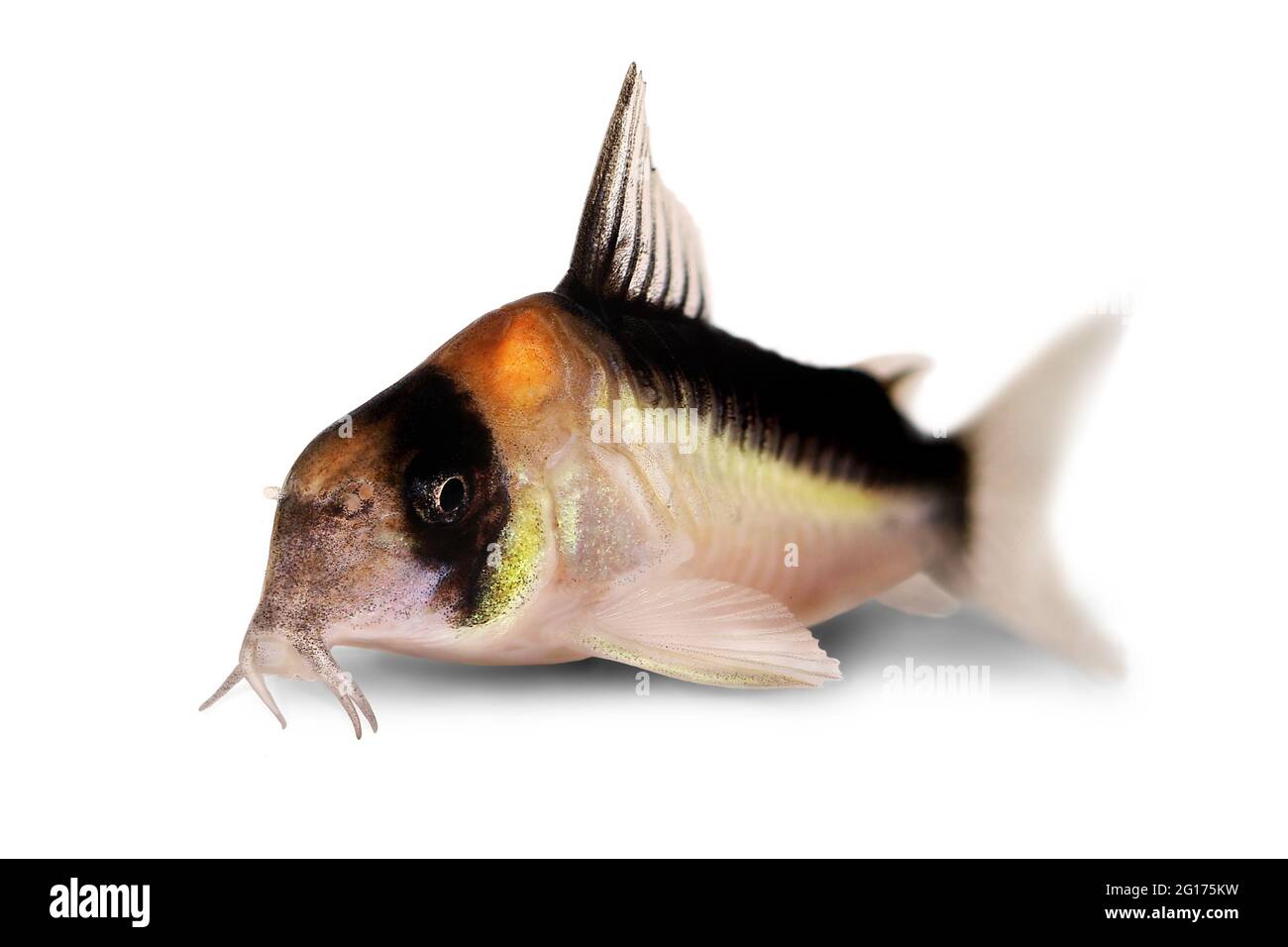 Cory catfish Corydoras duplicareus tropical aquarium fish Stock Photo ...