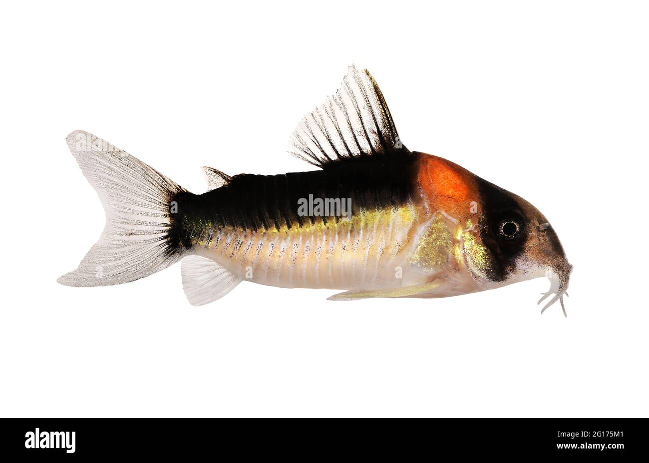 Cory catfish Corydoras duplicareus tropical aquarium fish Stock Photo ...