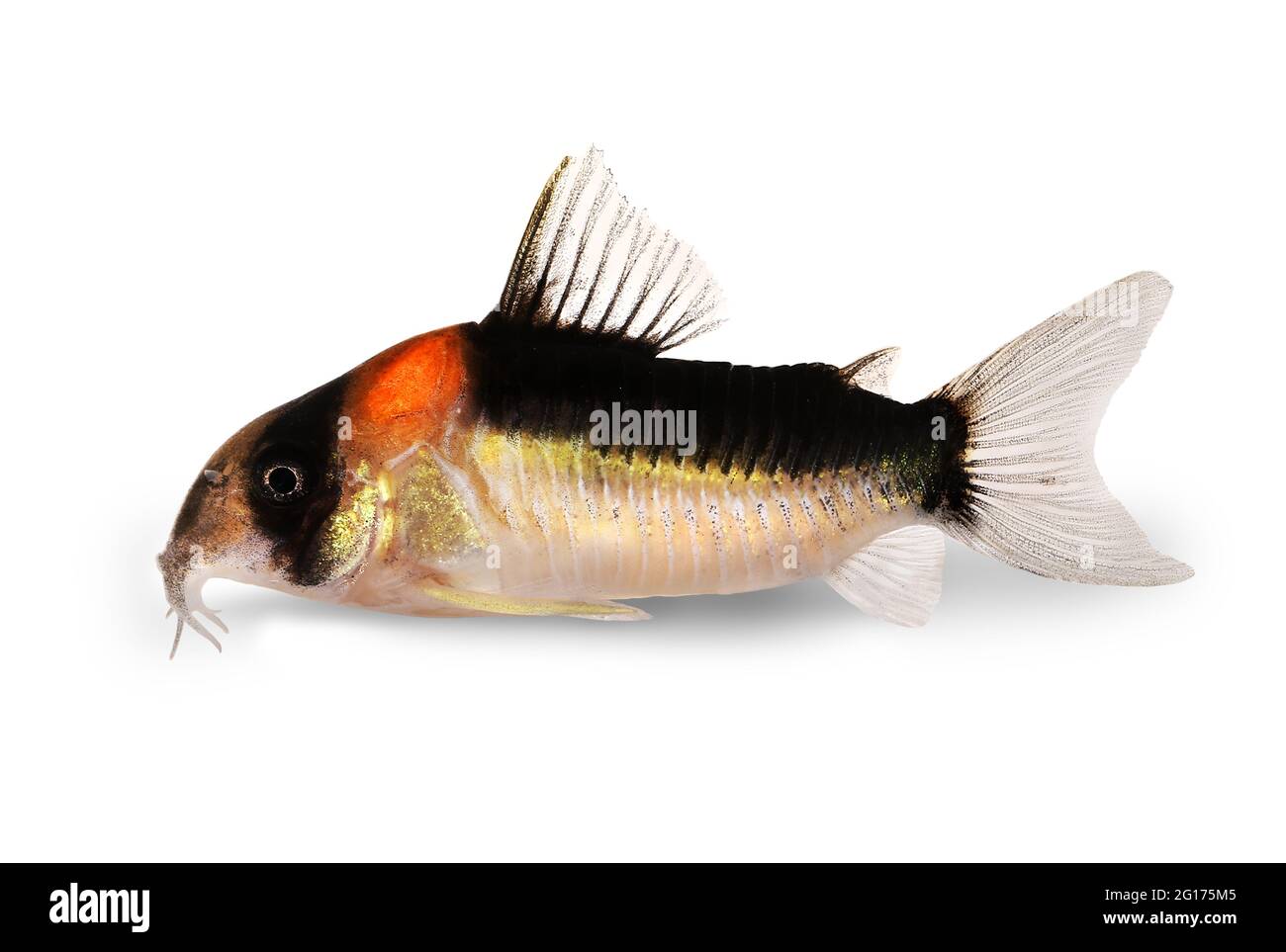 Cory catfish Corydoras duplicareus tropical aquarium fish Stock Photo ...