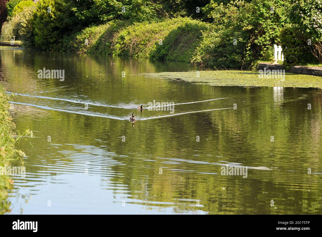 Summer walk down the canal Stock Photo - Alamy