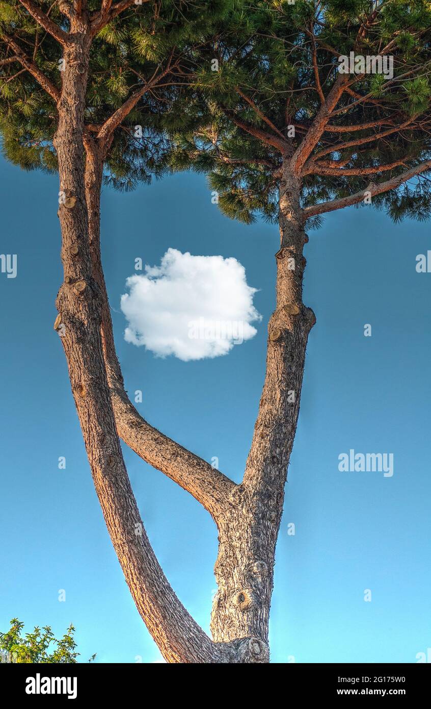 Tree and a cloud Stock Photo - Alamy