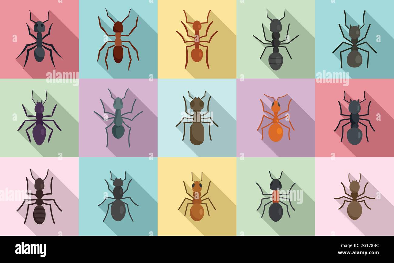 Flat head ant hi-res stock photography and images - Alamy