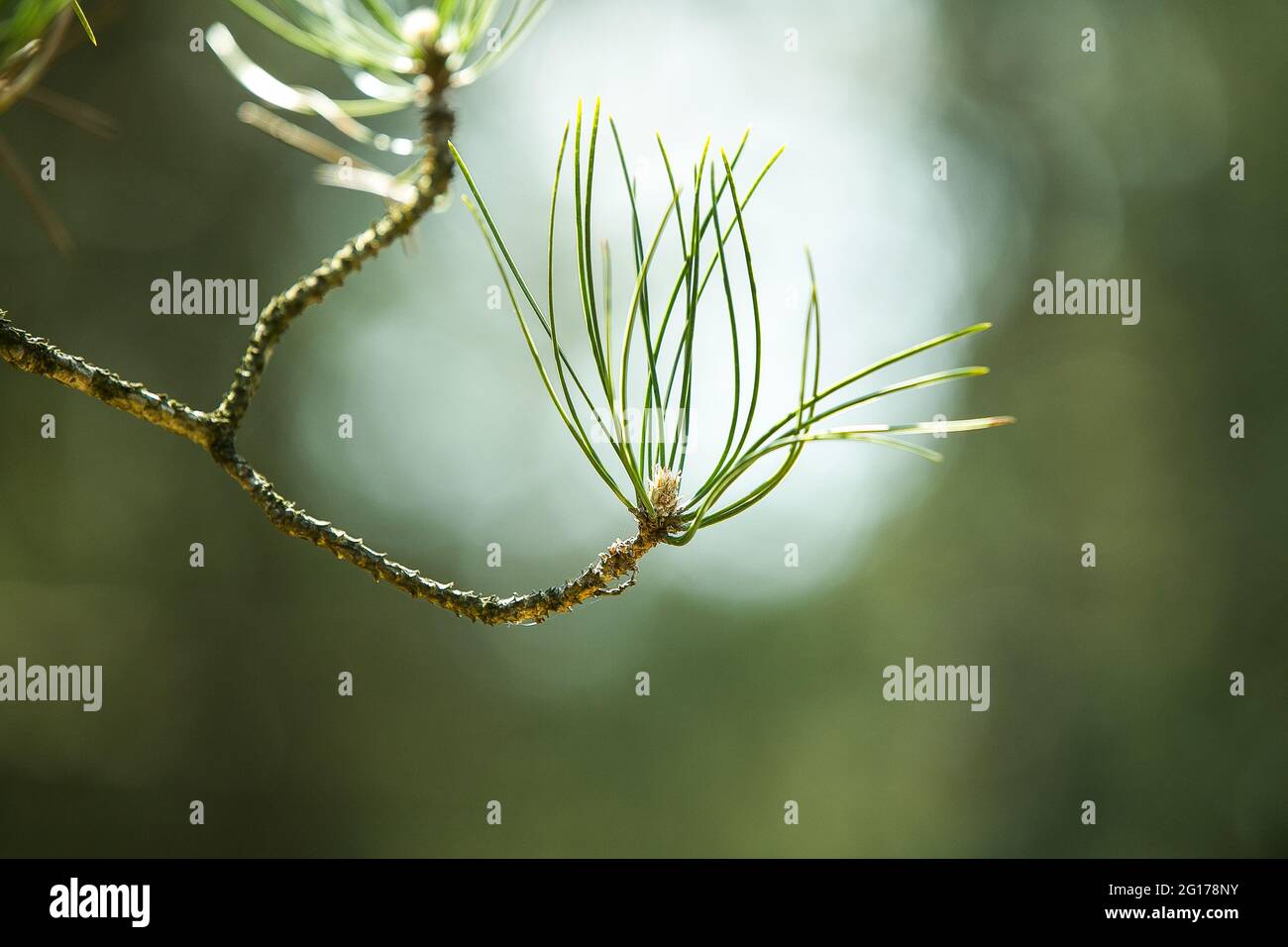 Macro of beautiful long green needles of common pine. The original ...