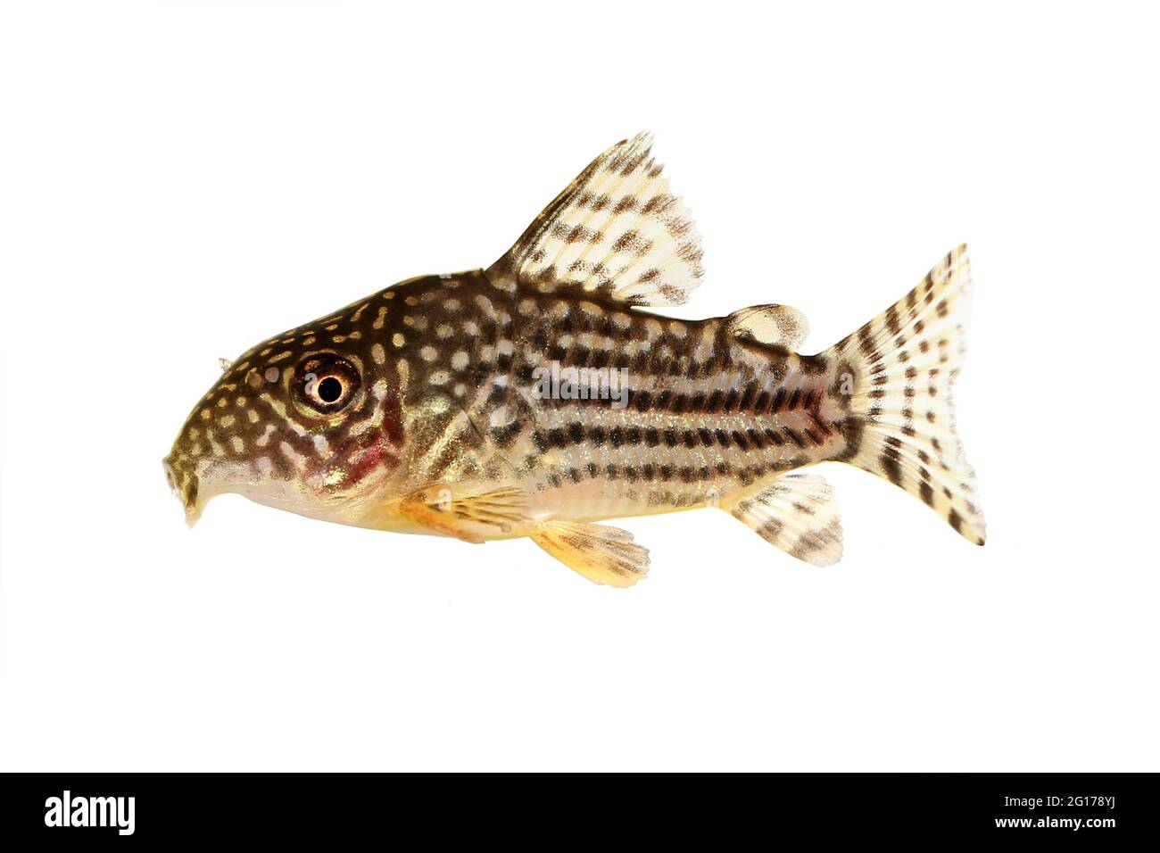 Sterbas panzerwels hi-res stock photography and images - Alamy