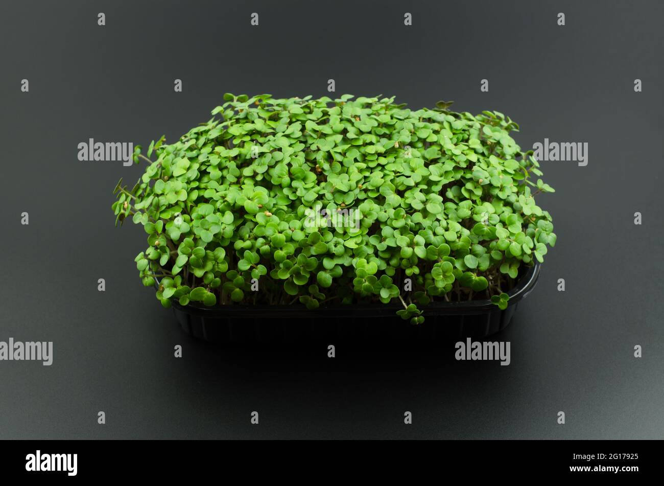 Seedlings of mustard microgreens close-up on a black background. Raw ...