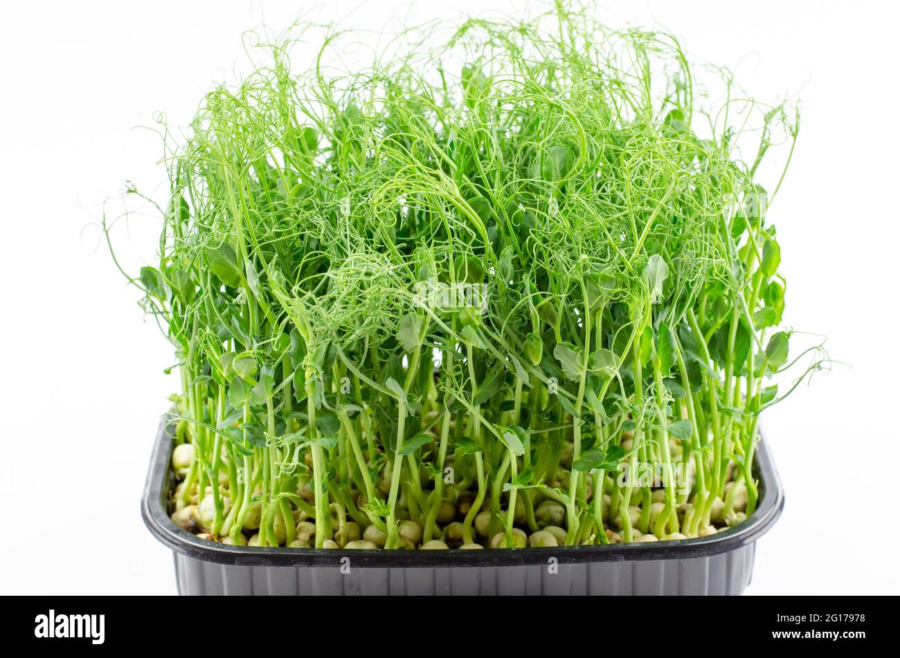 Microgreen pea seedlings close-up, side view. Young sprouts of peas ...