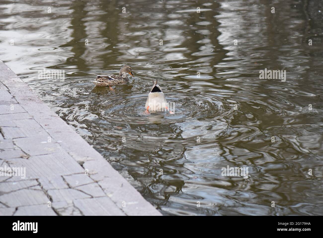 Ducks upside down in water hi-res stock photography and images - Alamy