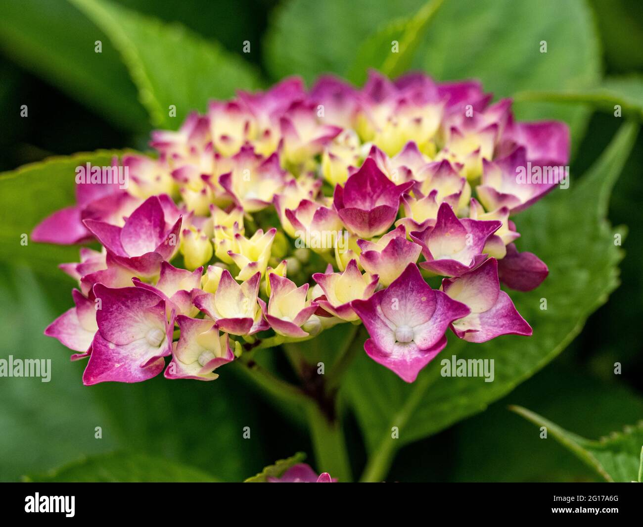 Yellow hydrangea hi-res stock photography and images - Alamy