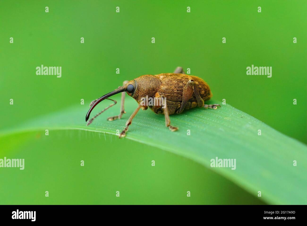 Closeup of a small long-nosed weevil, Curculio glandium sitting on a blade of grass Stock Photo ...