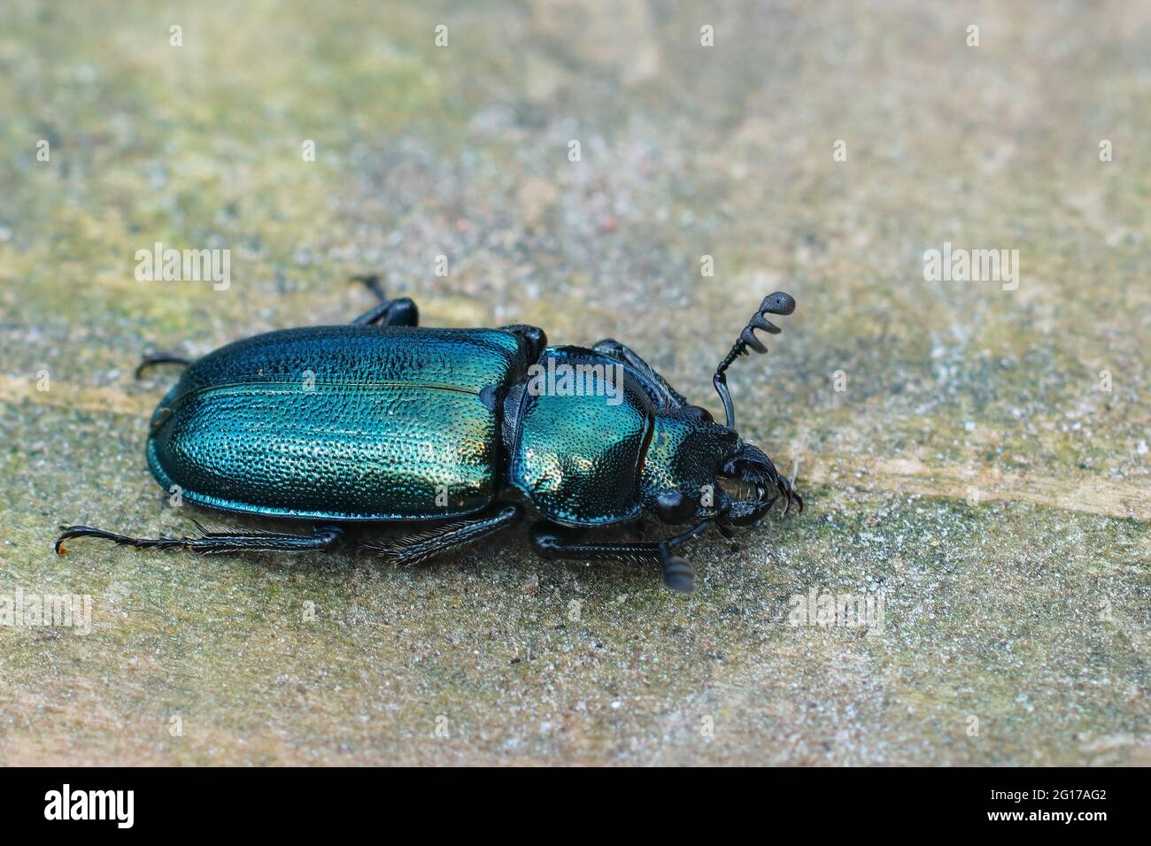Closeup of the metallic green colored Lesser stag beetle, Dorcus ...