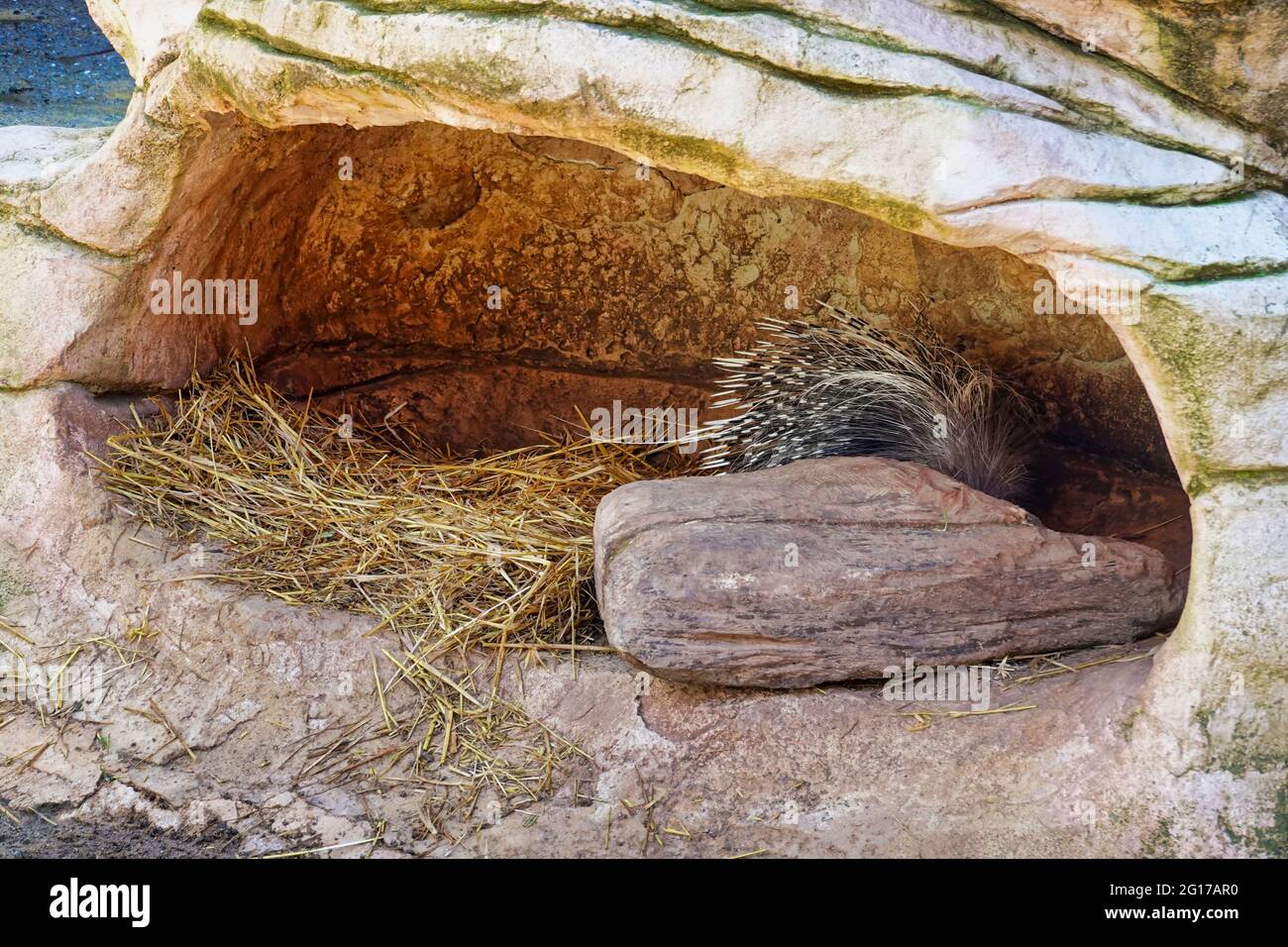 Porcupine nest hi-res stock photography and images - Alamy