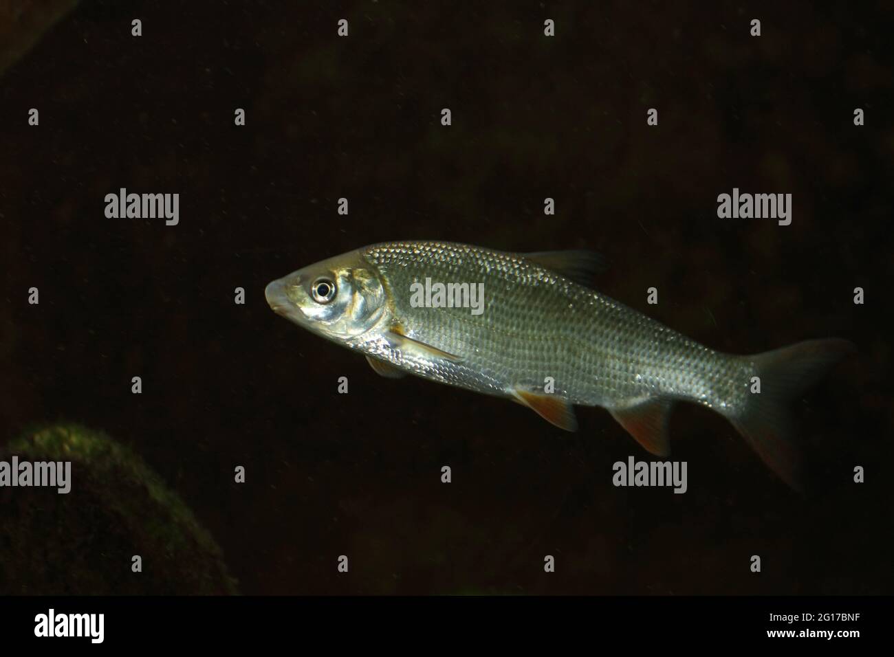 Rotfeder oder Unechtes Rotauge / Common rudd / Scardinius ...