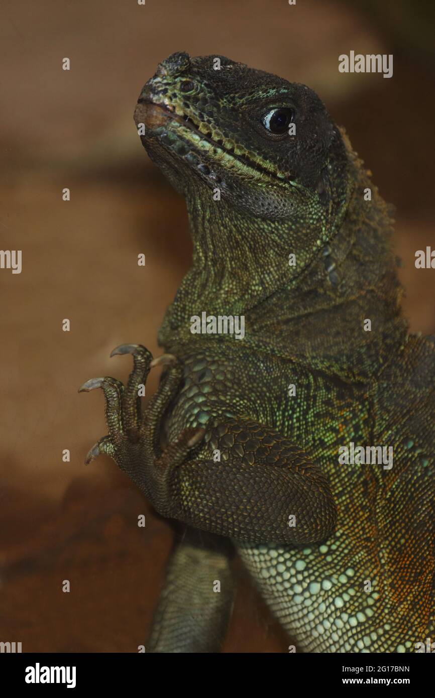Molukkensegelechse / Weber's crested lizard or Weber's sailfin lizard ...
