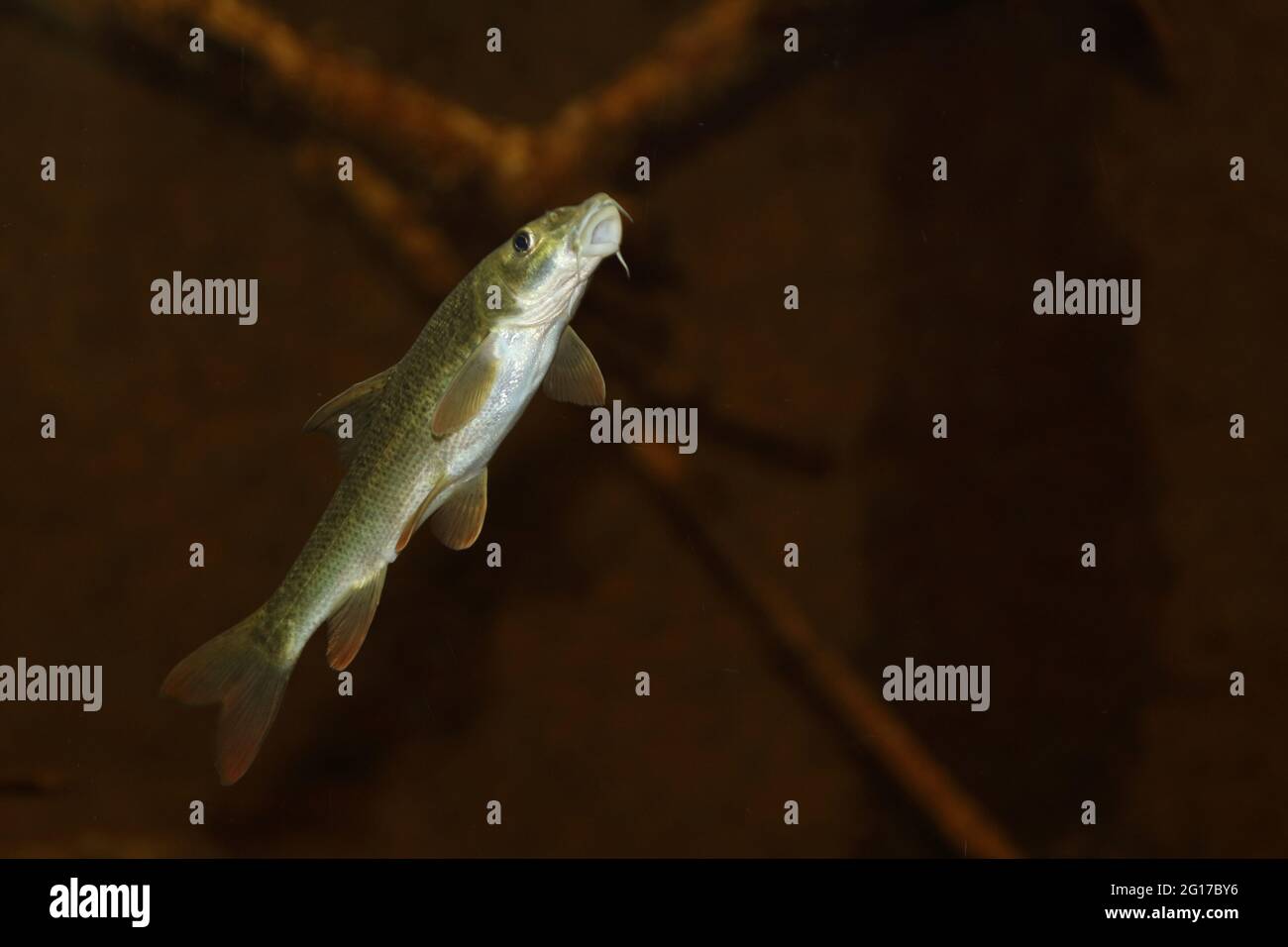 Common barbel hi-res stock photography and images - Alamy