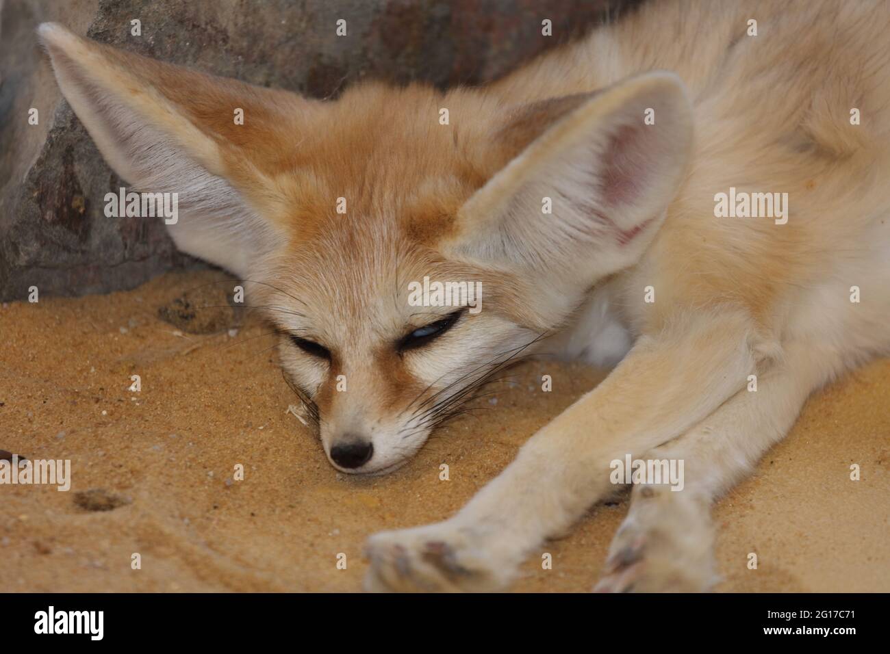 Fennek oder Wüstenfuchs / Fennec fox / Vulpes zerda - Fennecus zerda ...