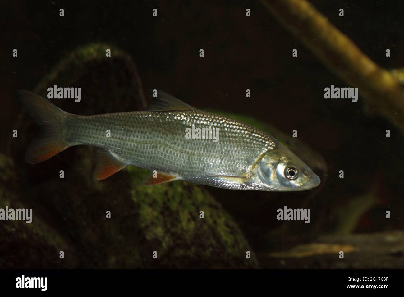 Rotfeder oder Unechtes Rotauge / Common rudd / Scardinius ...