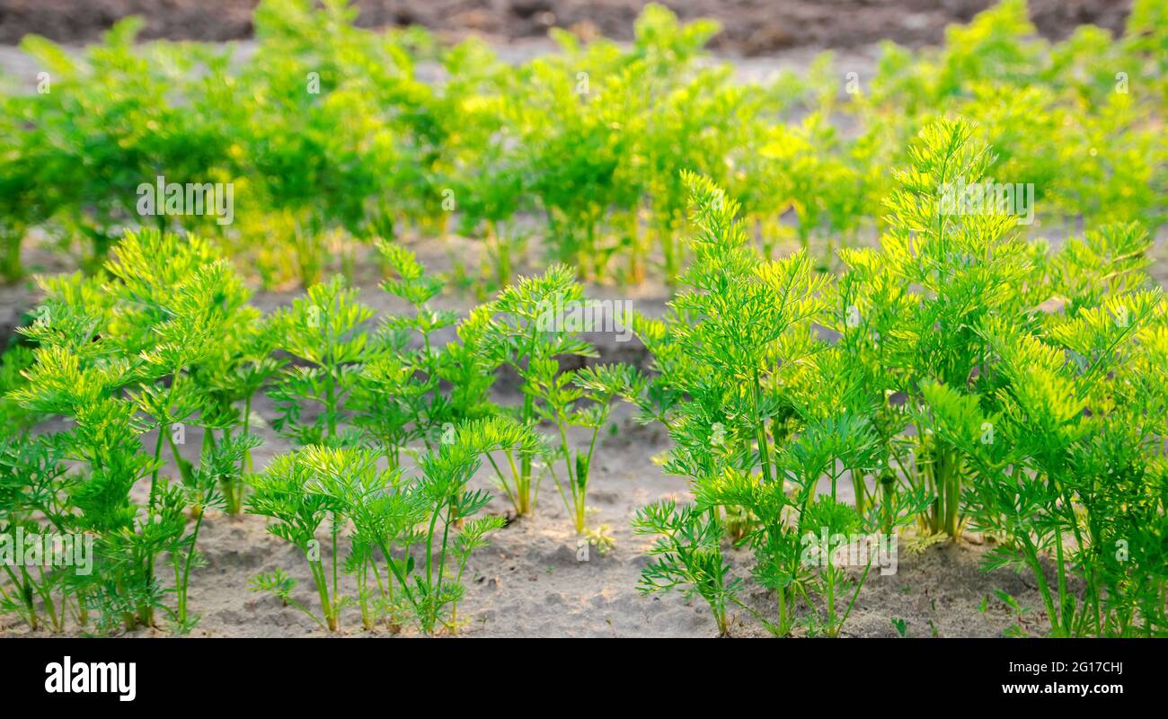 Carrots planting growing in rows hi-res stock photography and images ...