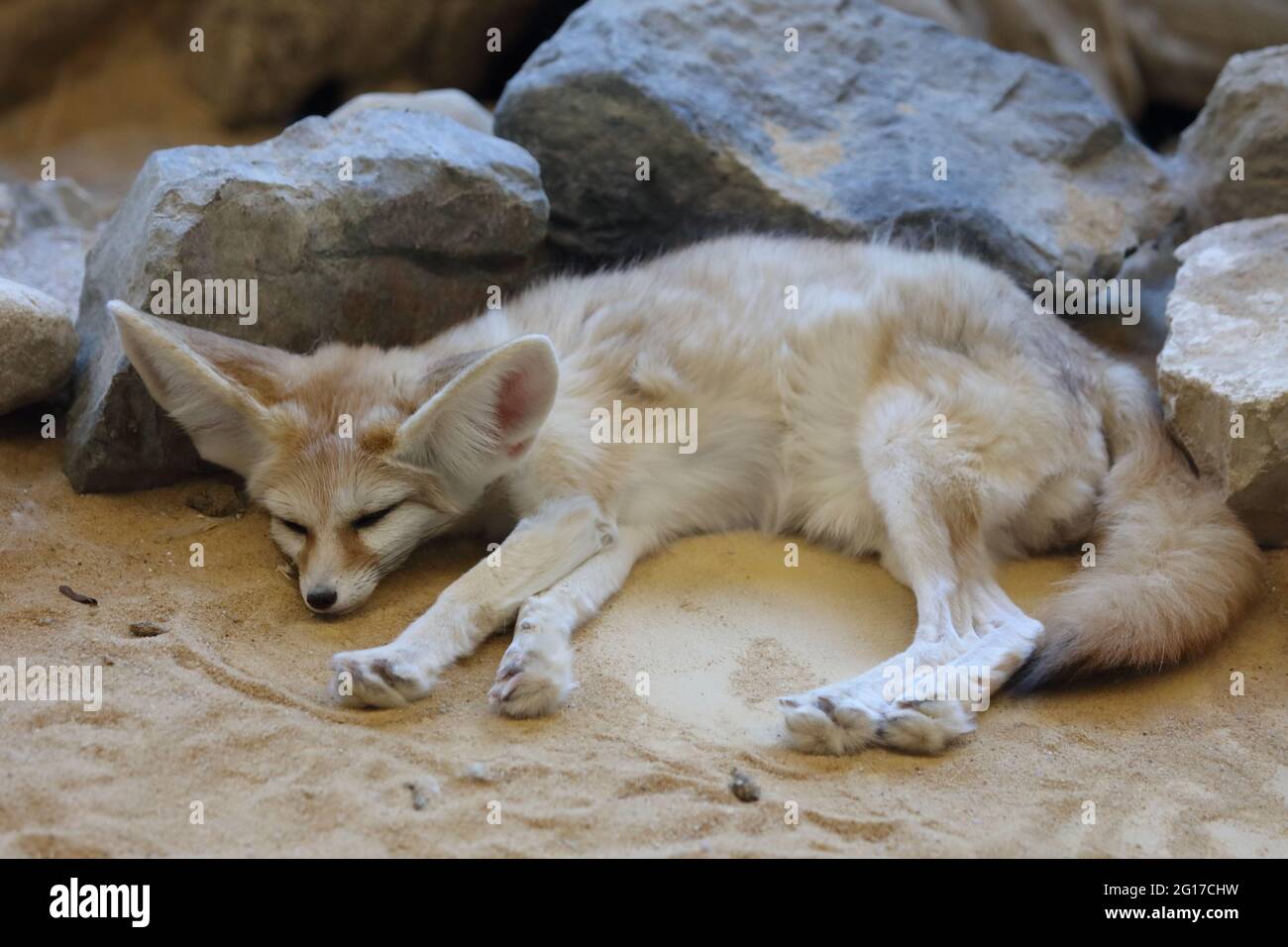 Fennek oder Wüstenfuchs / Fennec fox / Vulpes zerda - Fennecus zerda ...